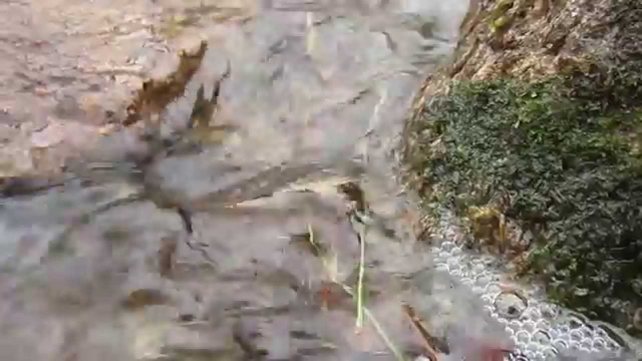 Spring Fed Stream - YouTube