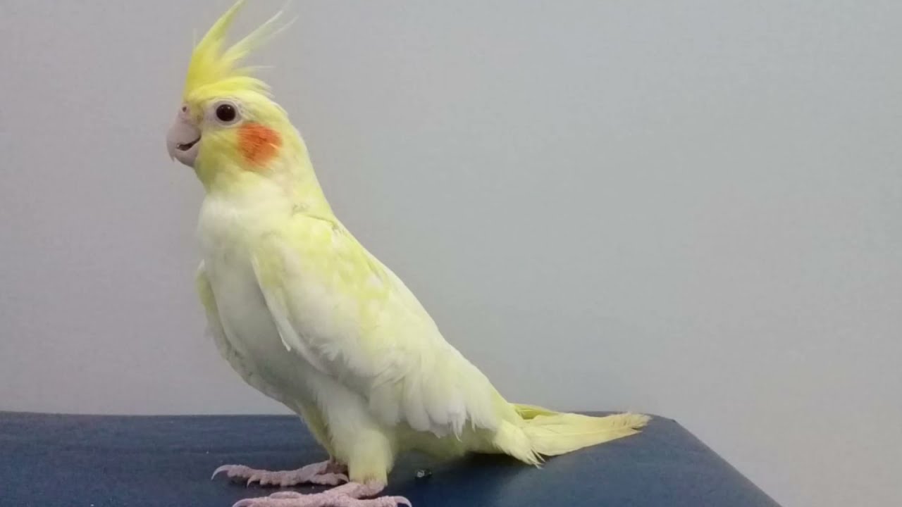 Calopsitas Lutino Cara Amarela Pérola Fêmea - YouTube