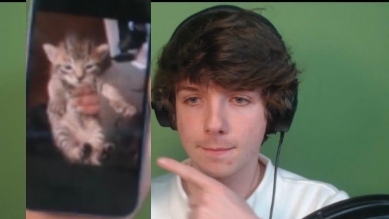KARL AND SAPNAP WANT CATS TOGETHER - YouTube
