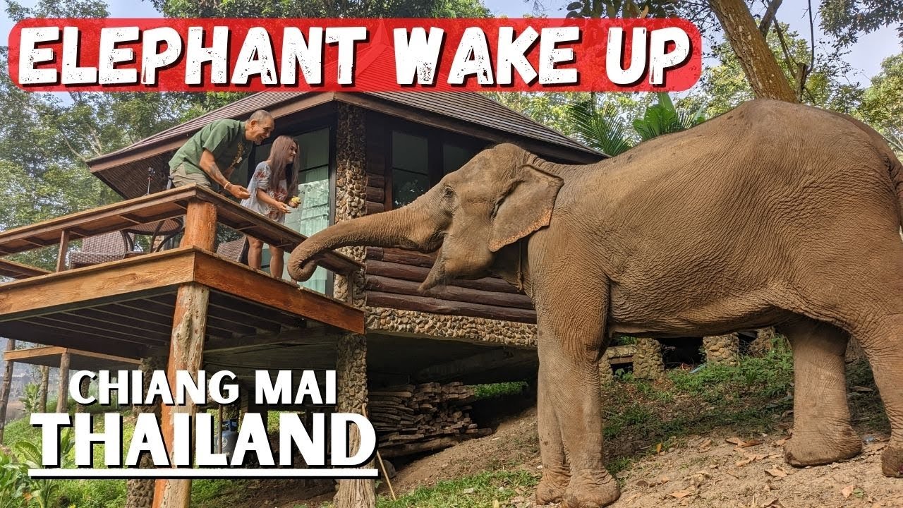 Once In A Lifetime Elephant Experience in Chiang Mai, Thailand | Tawan ...