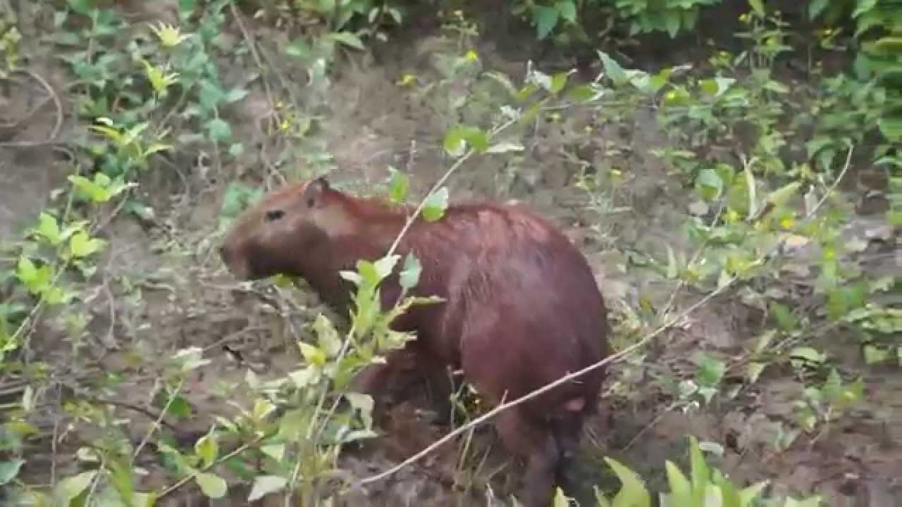 Capibara en la selva amazonica (Rurrenabaque Bolivia) - YouTube