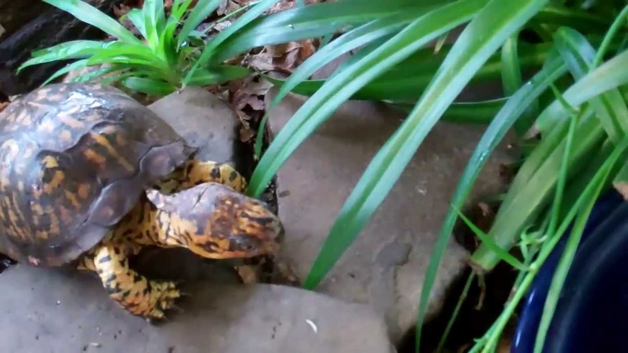 Sparky- box turtle care- terraruim - YouTube