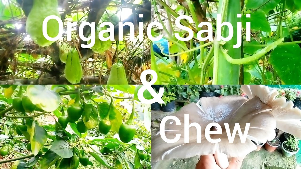Organic Sabji Haru // Iskus / Kakra / Dalle Khursani and Chew // Bhim ...