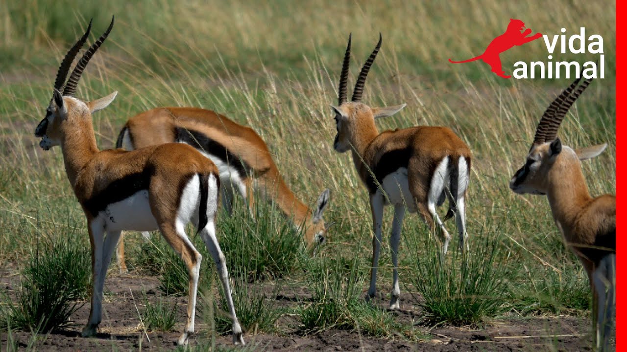 GAZELAS DE THOMSON PASTANDO NA SAVANA AFRICANA - VIDA ANIMAL - YouTube
