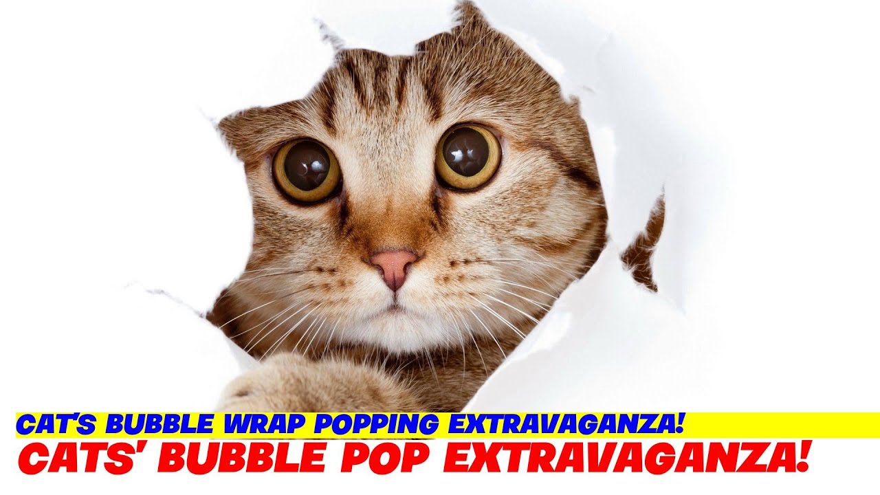 Cat's Bubble Wrap Popping Extravaganza! - YouTube