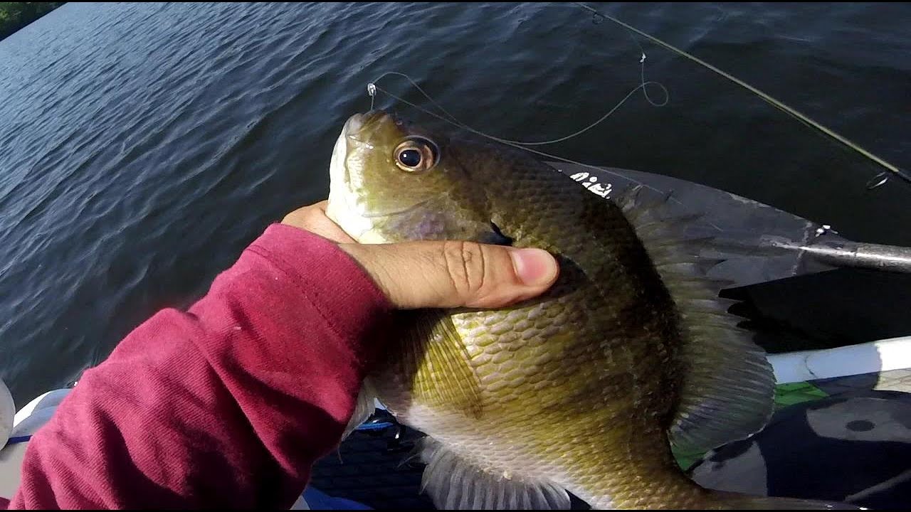 Jumbo Bluegill Panfish the size of Porgy and a Costly Knucklehead Move ...