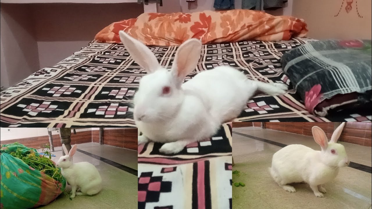 Beutiful baby Rabbit | chiku don | Rabbit - YouTube