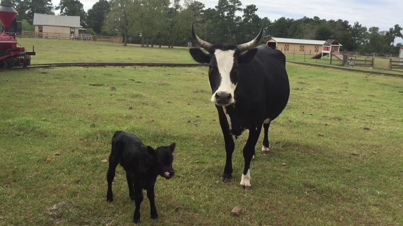 Oil Ranch pumpkin patch animals in Hockley, TX - YouTube