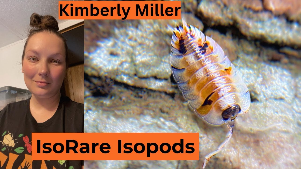 IsoRare Pods! Rare Isopods! LIVE, Q&A Chat with Kimberly Miller - YouTube