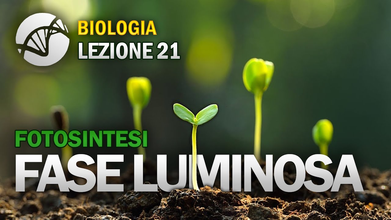 BIOLOGIA - Lezione 21 - Fase Luminosa | Fotosintesi - YouTube