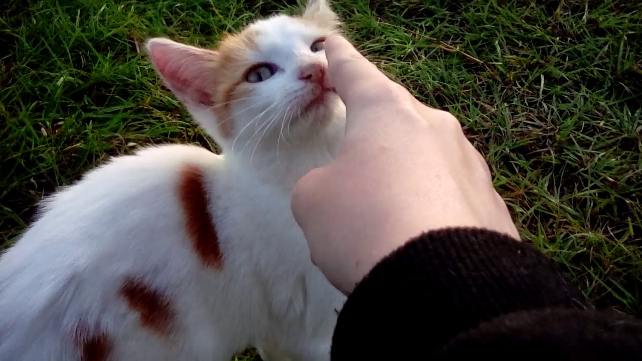 Poking a cat 129 - YouTube