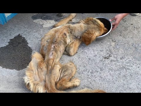 Stray Dog Covered In Bruises And Bruises, Too Weak To Stand Up In Front ...