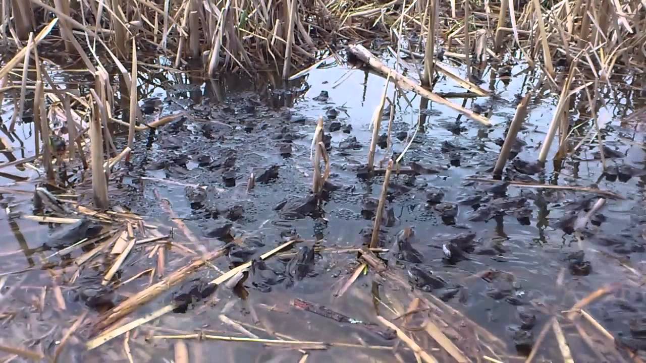 Frogs Agnmyren Sollerön Sweden - 28 April 2013 - YouTube