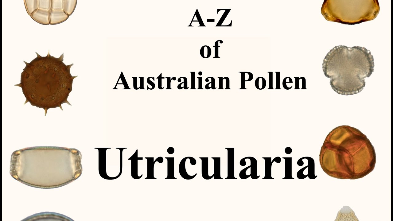 A-Z of Australian Pollen: "Utricularia" - YouTube