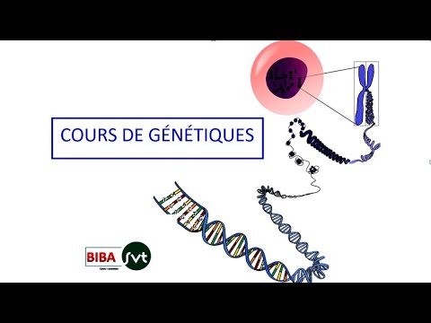 Cours génétique partie 3 solution de l exercice 1 - YouTube