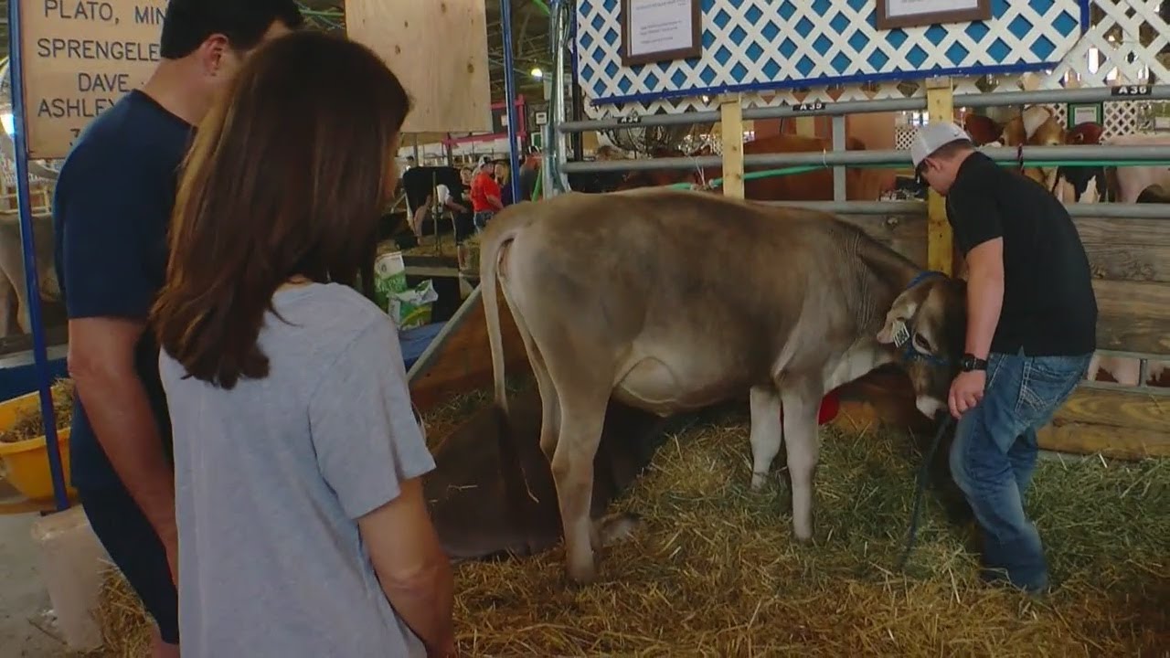 Frank & Amelia Hit The State Fair's Cattle Barn - YouTube