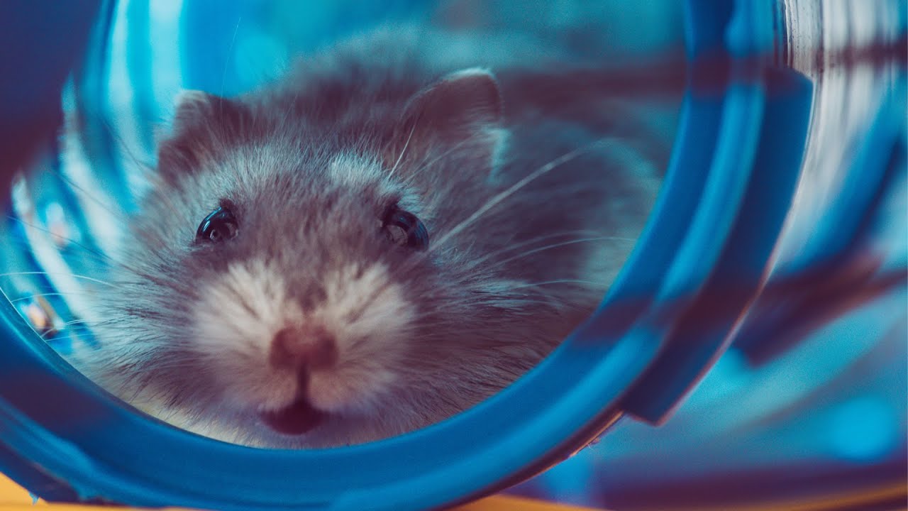 hamster park - YouTube