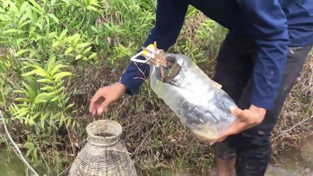 Amazing Human Catch Snake water Using The Bottle Net Trap How to Catch ...
