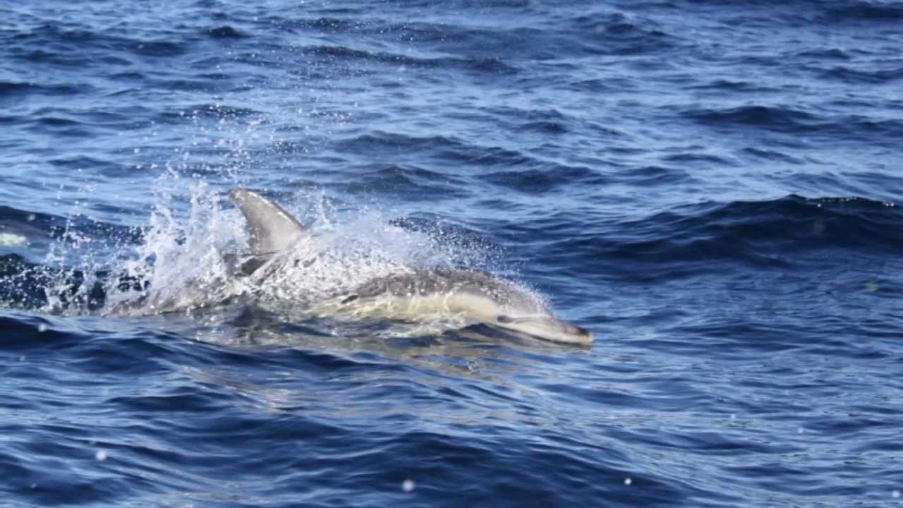 Playful Wild Dolphins. Inspirational nature at its best - YouTube