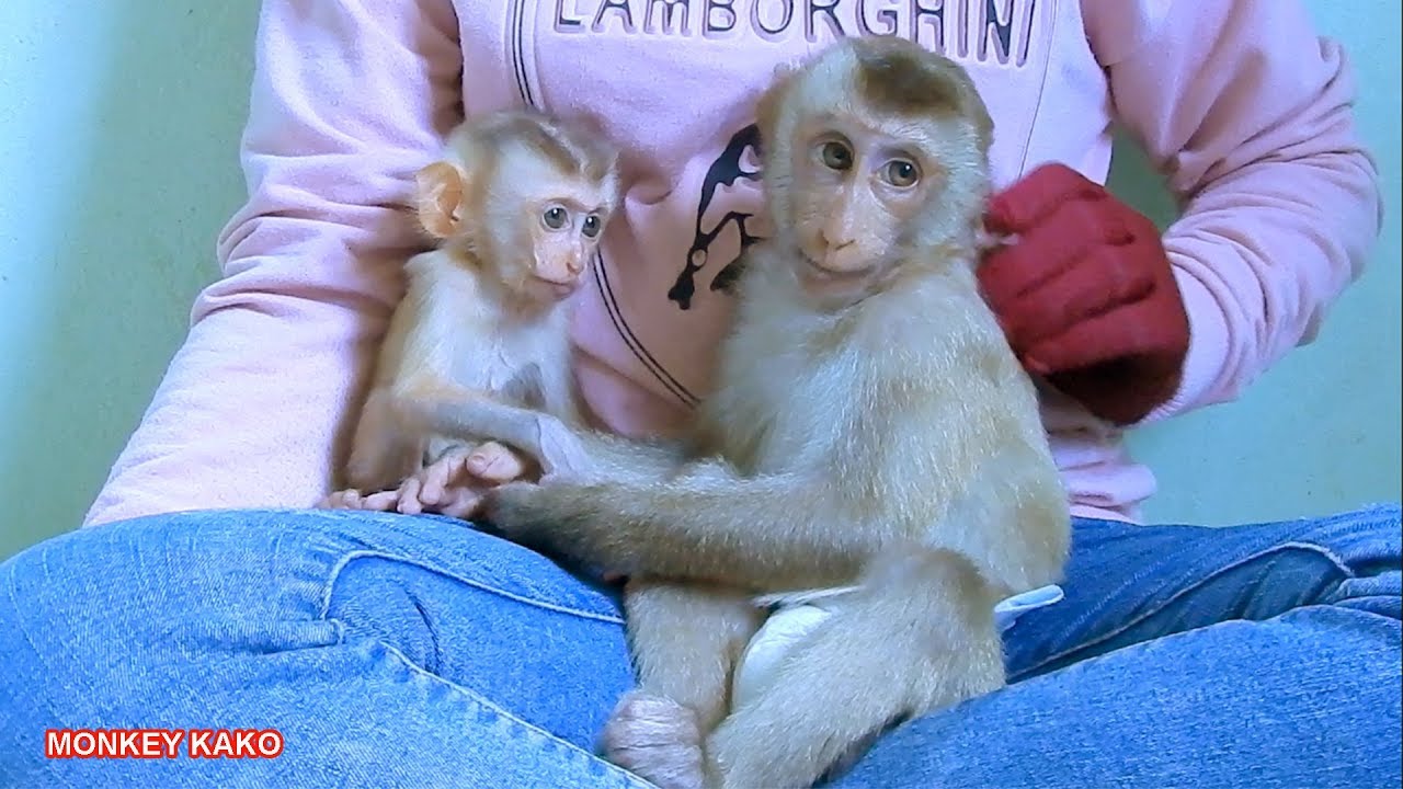 Family Monkey!! Baby Monkey Kako Visit Boki Home On Weekend - YouTube