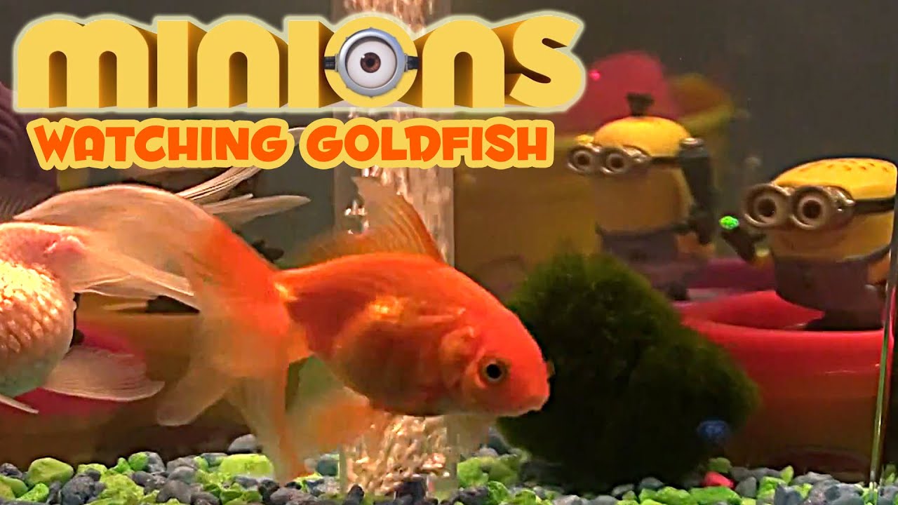 Bedtime Lullaby Songs - Minions watching goldfish 30 Minutes sleep time ...
