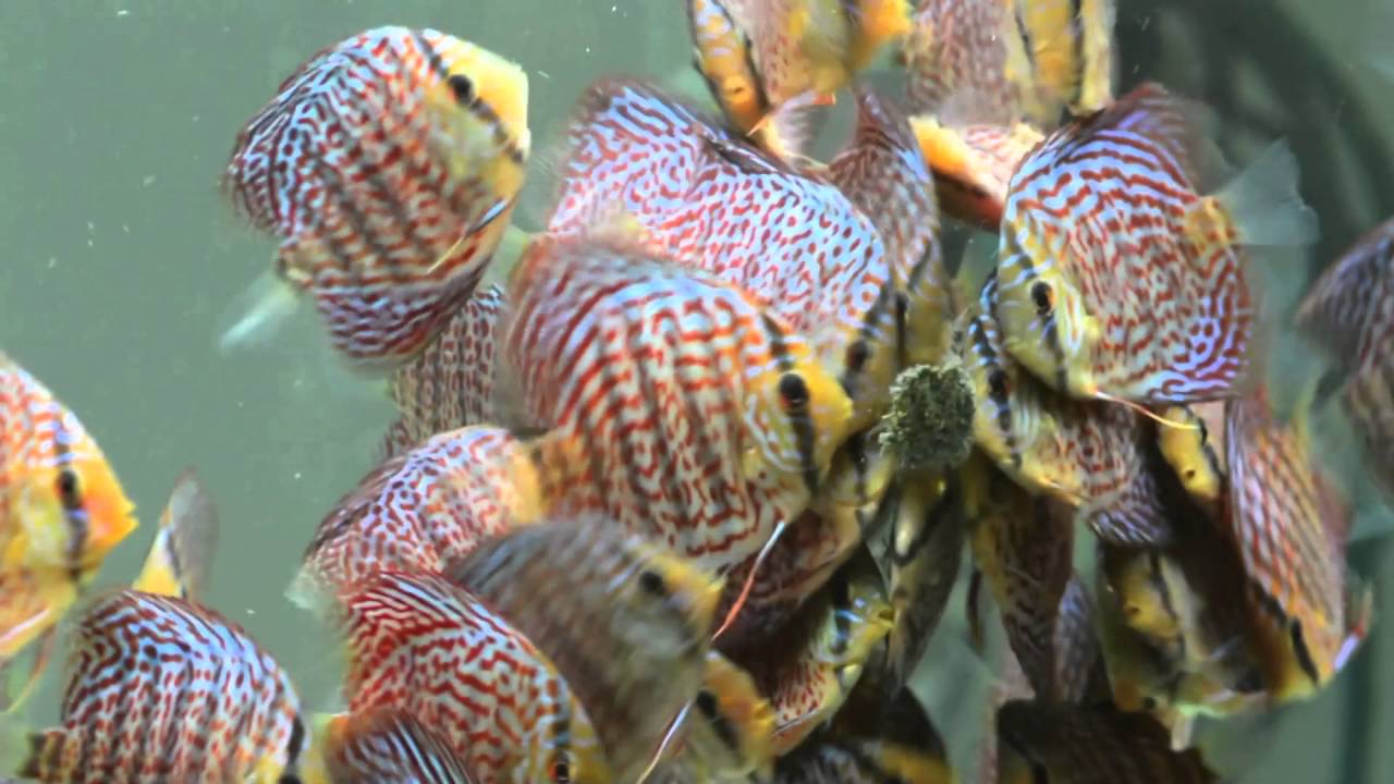 Discus For The 5th CAF Discus Grow Out Contest - YouTube