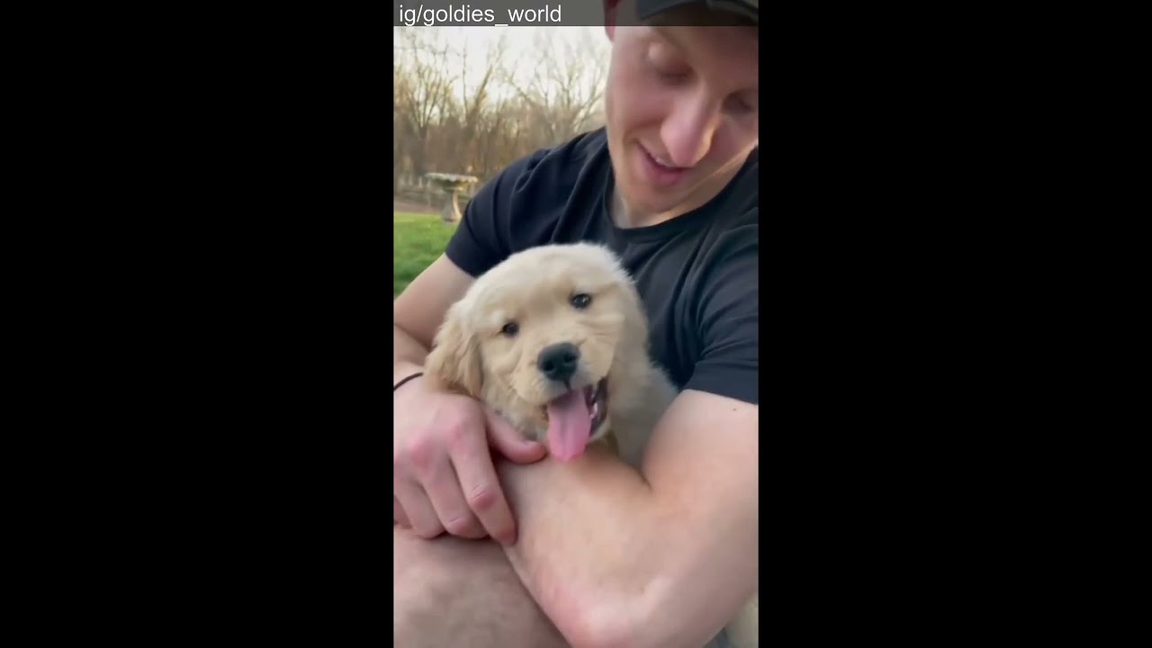 Funniest And Cutest Dogs, Dogs Reels Compilation That Will Make You ...