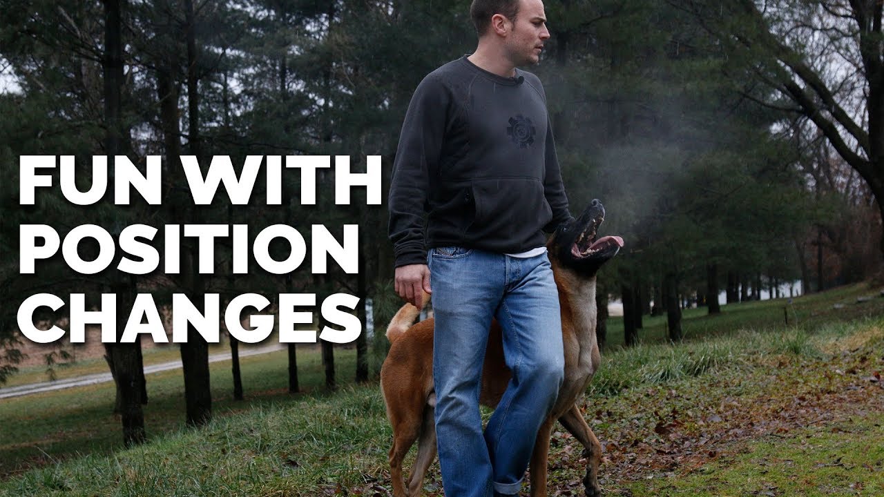 Position Changes in Dog Training - YouTube