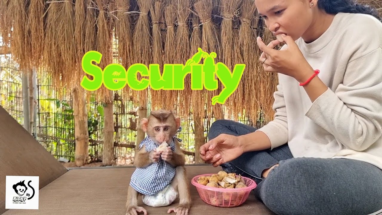 Monkey Ricky Stay in High Security Keep Smeeling Repeatedly before Put ...