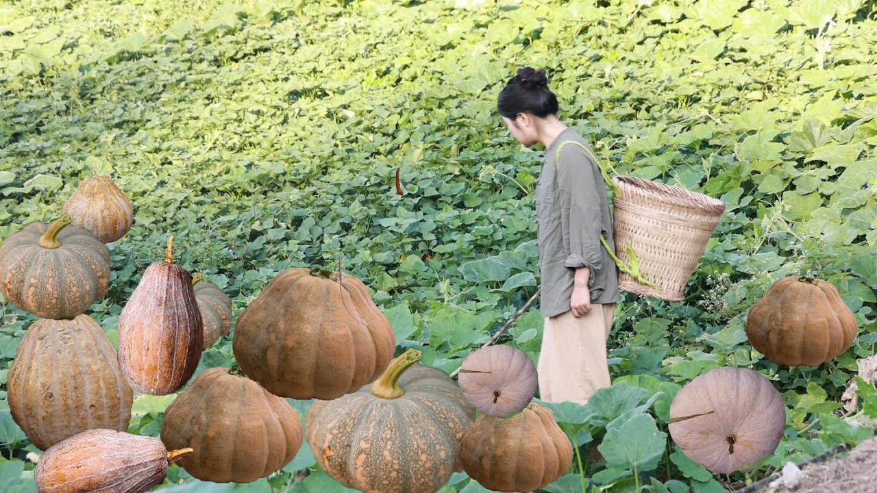 [Pumpkin]采摘新鲜的南瓜做成一大桌南瓜宴 吃不完的南瓜放家里一整年也不会坏Picking fresh pumpkins to make a large pumpkin banquet ...