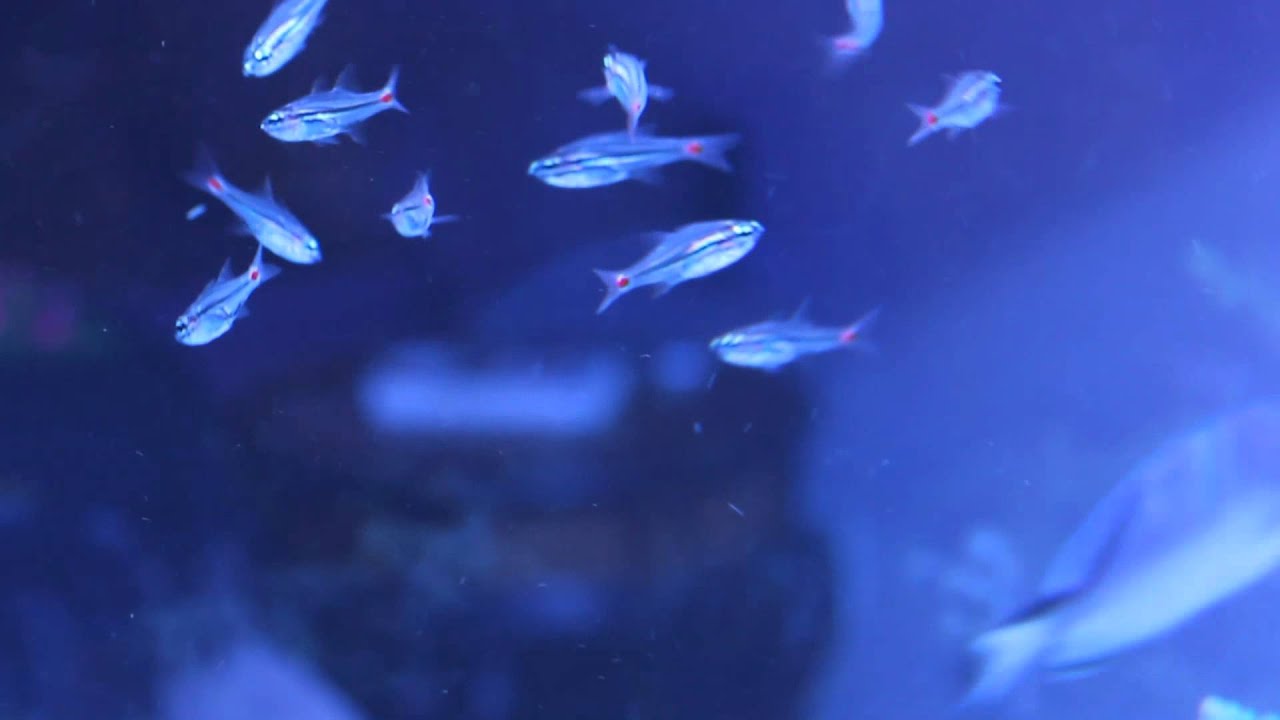 Apogon parvulus - YouTube