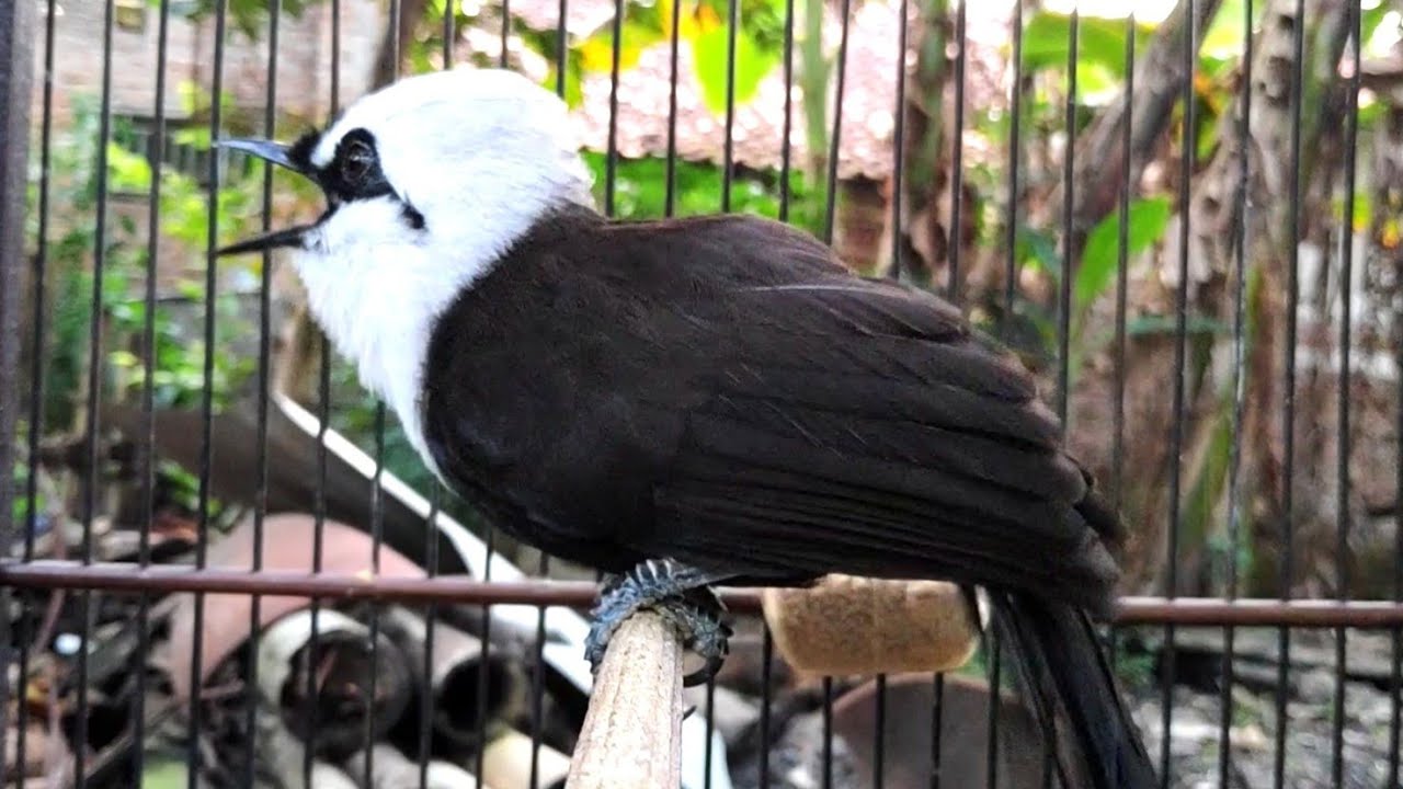 Poksay Jambul Sumatra Gacor Leor - YouTube