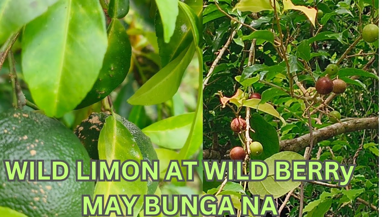 TANIM NAMIN NA WILD LEMON AT WILD CHERRY MAY BUNGA| PHILIPPINE PROVINCE ...