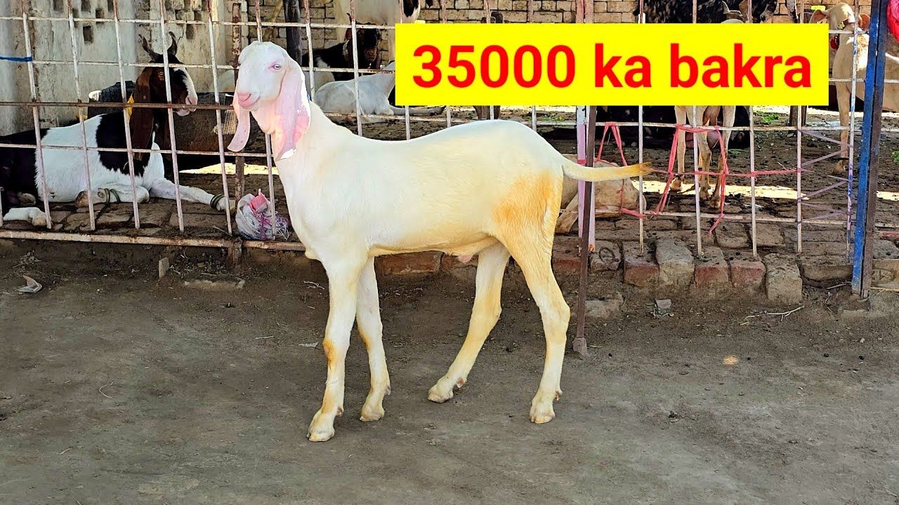 business video 5, 25000 ke Bakre جمعہ کا دن ہے Bakra farm Bakra Mandi ...