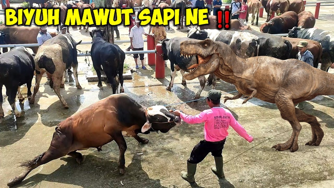 SAPI NGAMUK MARAH BESAR LEPAS KENDALI BIKIN TAKUT‼️ - YouTube