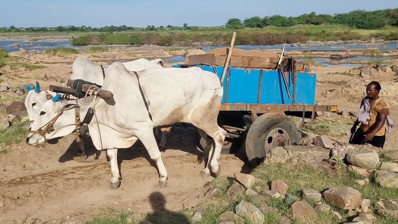 ongole cattles sandy cart pulling-sand cart load pulling bulls videos ...