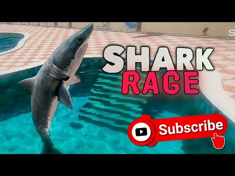 shark rage game play funny moments - YouTube