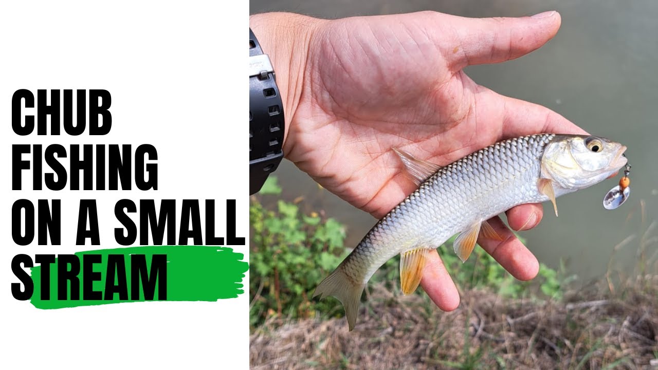 Pescuit la clean pe un parau mic. Chub fishing on a small stream. - YouTube