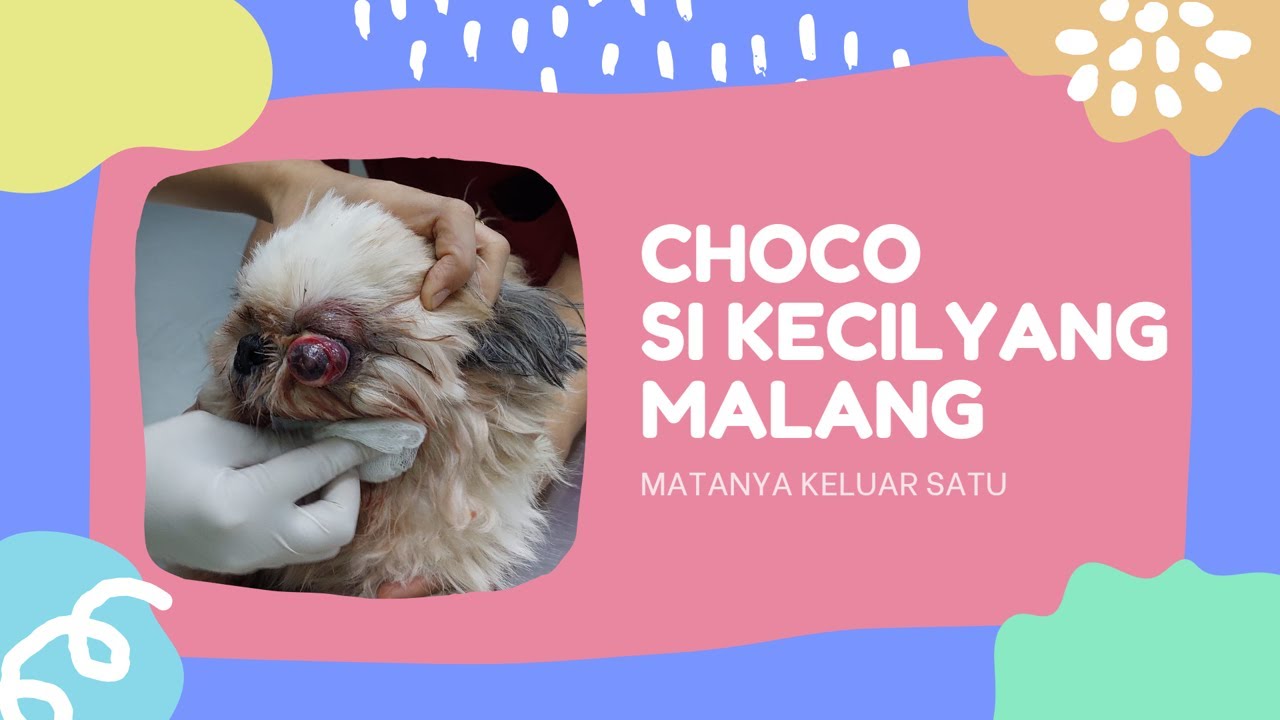 CHOCO SI KECIL YG MALANG - YouTube