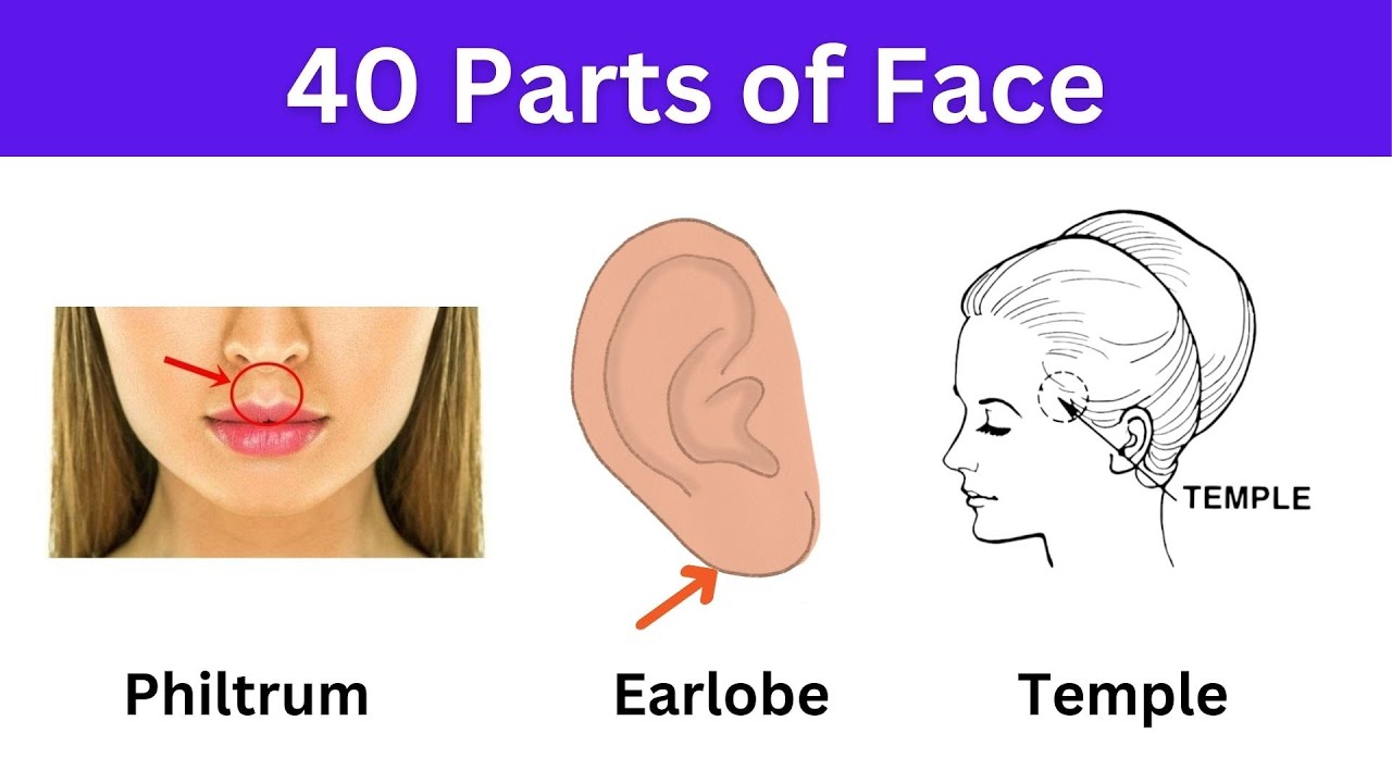 40 Parts of Face | Parts of Face | Vocabulary In English - YouTube