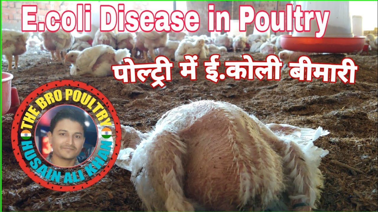 E.Coli disease information | Day-25 Poultry Farming | पोल्ट्री फार्मिंग ...