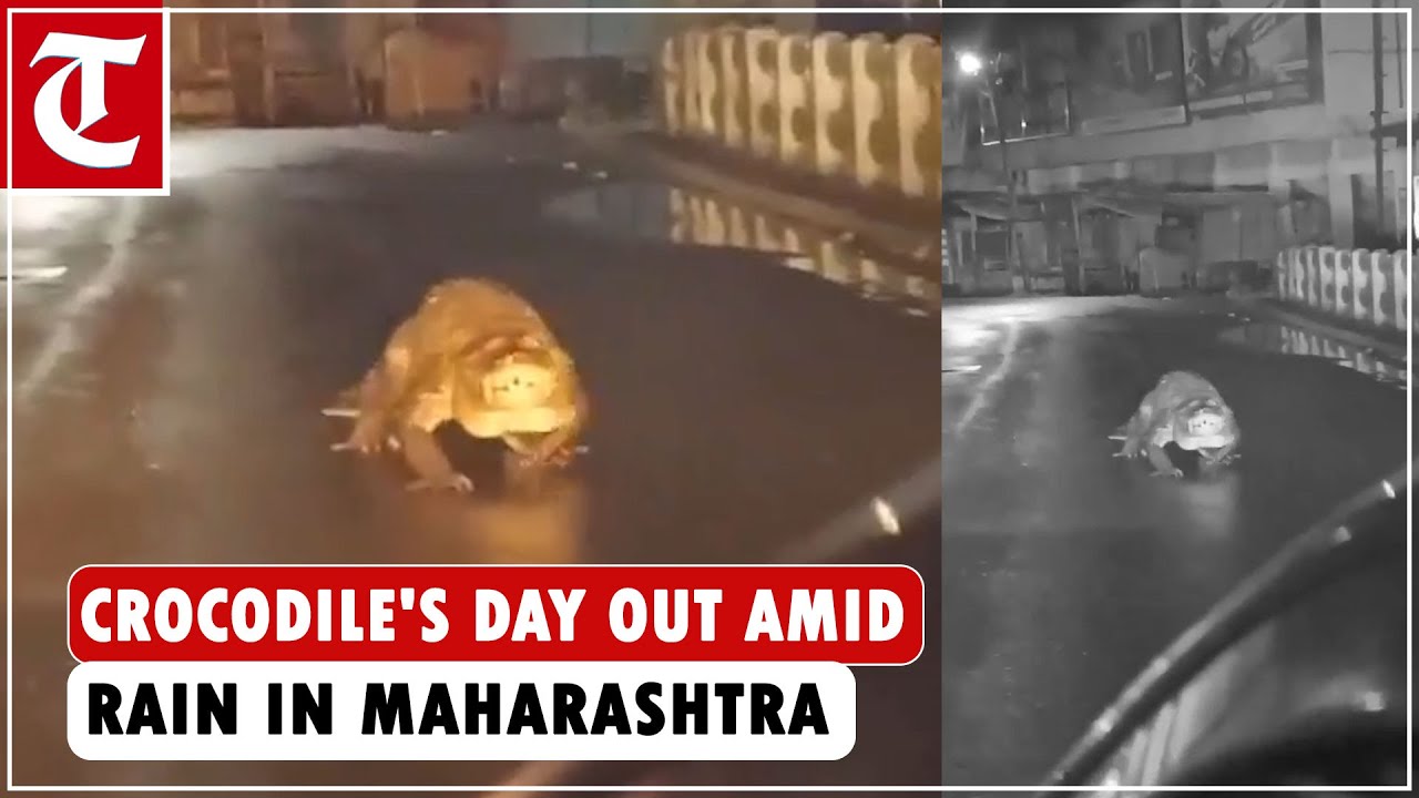 Crocodile seen strolling on Maharashtra road after heavy rain - YouTube