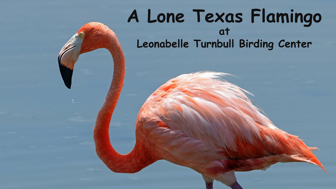A Lone Texas Flamingo at Leonabelle Turnbull Birding Center - YouTube