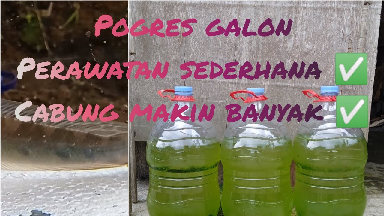 treatmen bunga chana maru pake pakan apa adanya #chana #chanamaru # ...