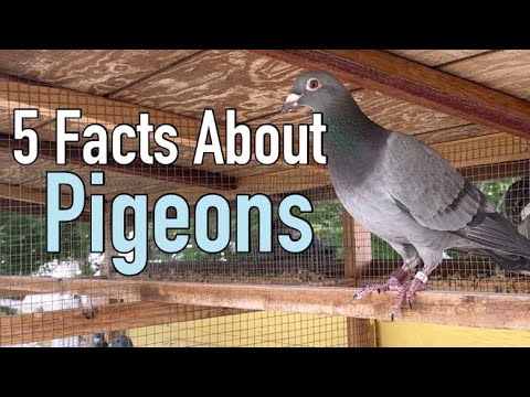 5 Outstanding Facts about Pigeons - YouTube