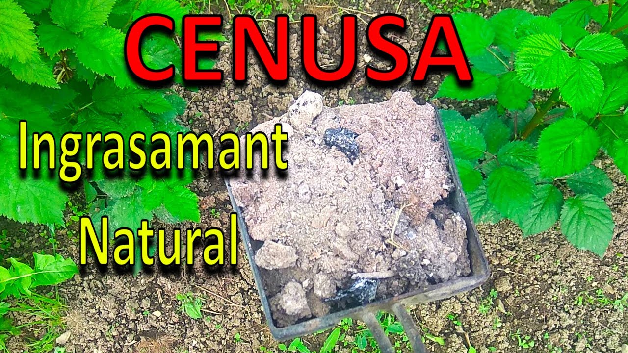 Cenusa Ingrasamant NATURAL Pentru Plantele Din Gradina - YouTube