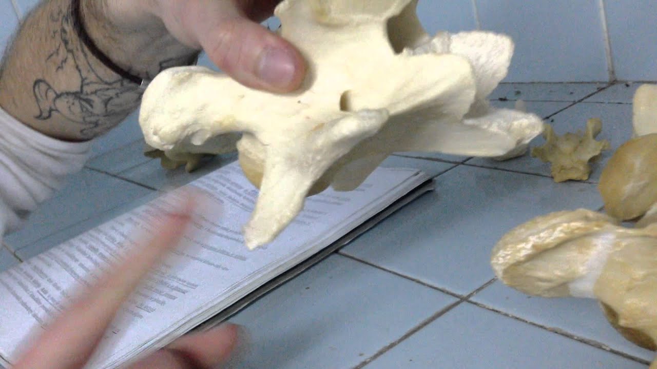 Krčné stavce 3,4,5 - YouTube