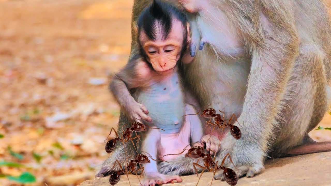 Oh Help Nice clip ..... What happened Baby monkey bitten hard by ants ...
