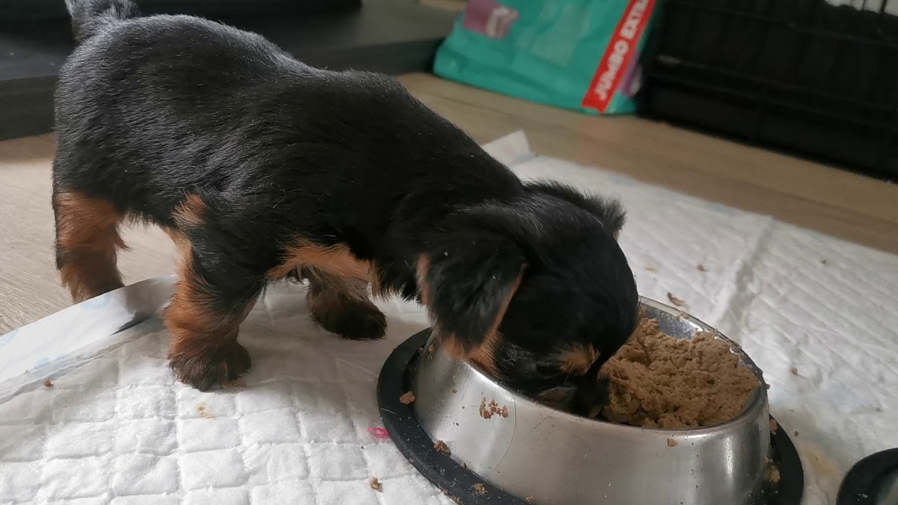 Yorkie puppies breakfast - YouTube