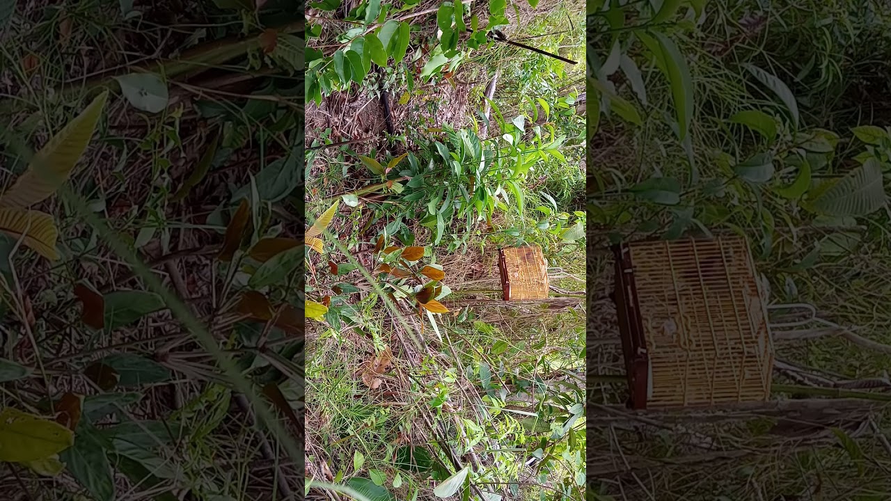 curió boxcell - YouTube